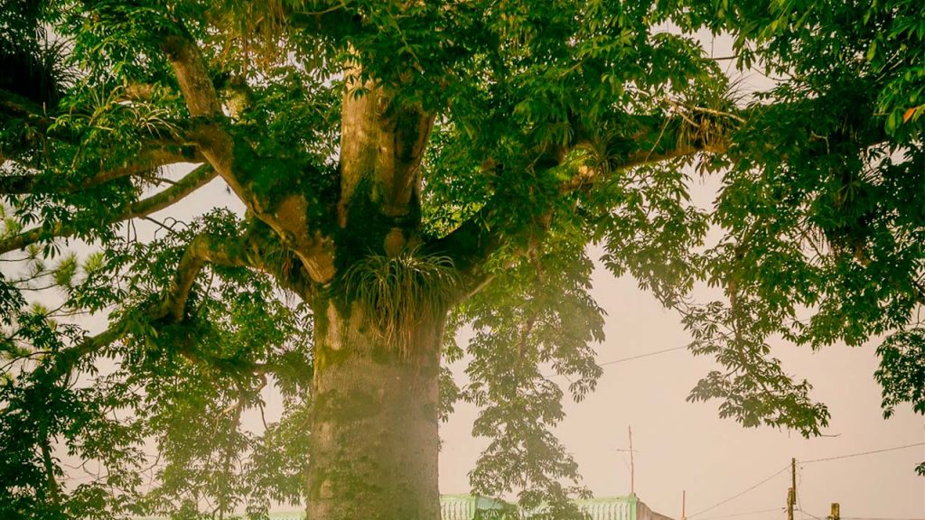 La Ceiba: Árbol Sagrado de los Mayas y Su Significado