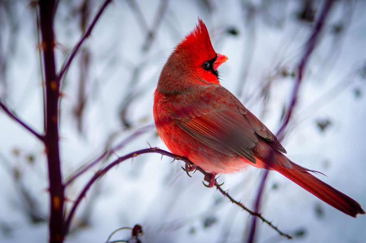 La leyenda del cardenal rojo | Maravillas de Yucatán