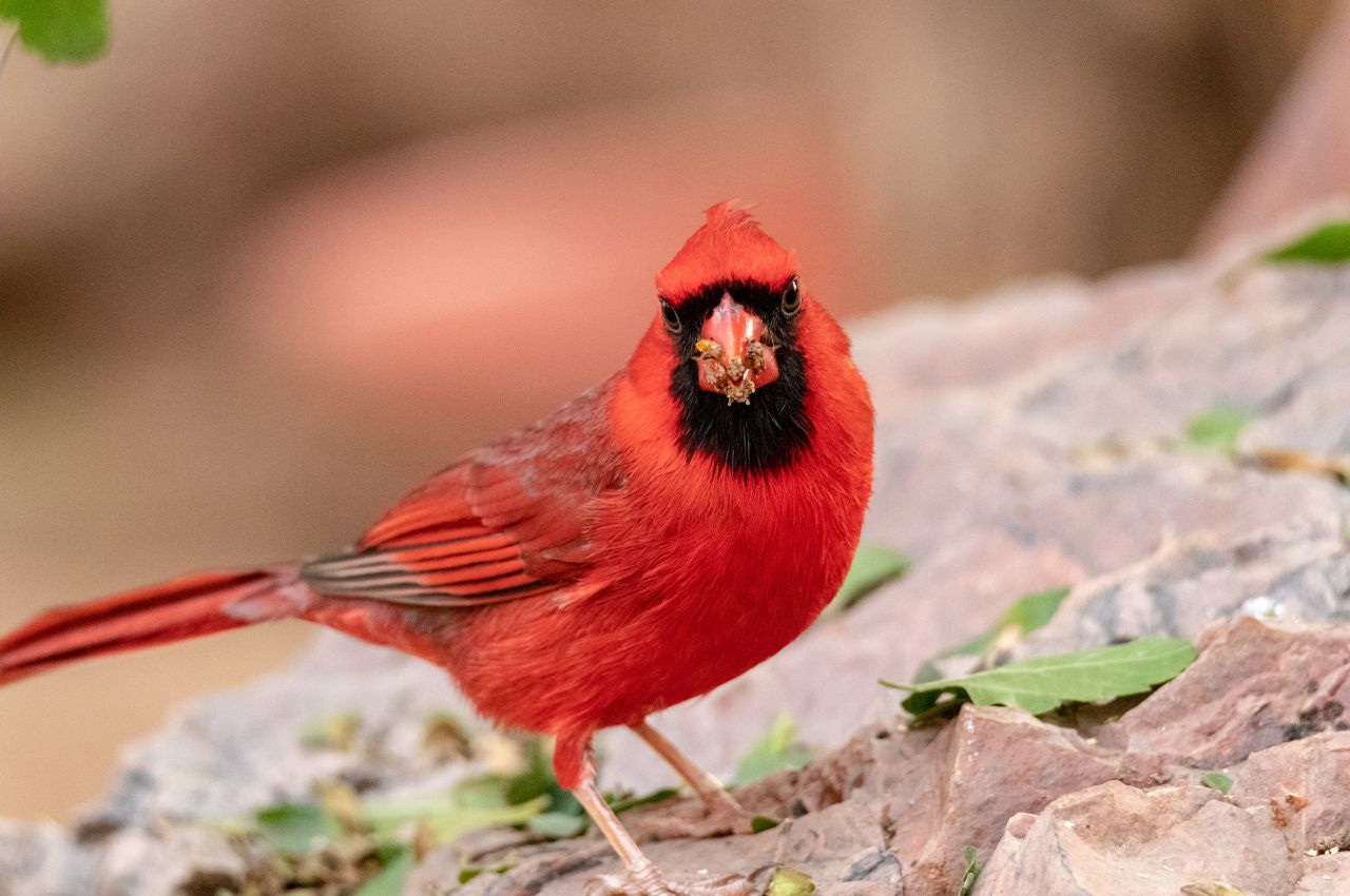 La leyenda del cardenal rojo | Maravillas de Yucatán